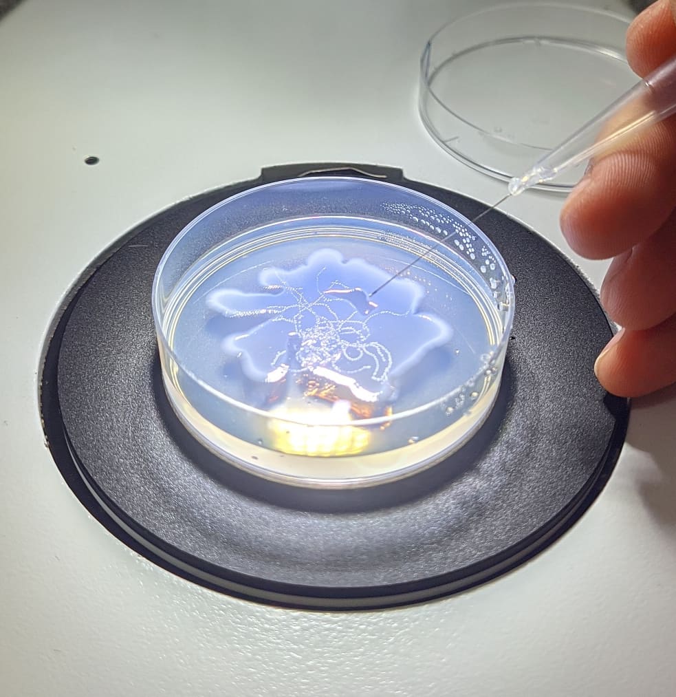 Estudo utiliza espécies da Amazônia como biomonitores