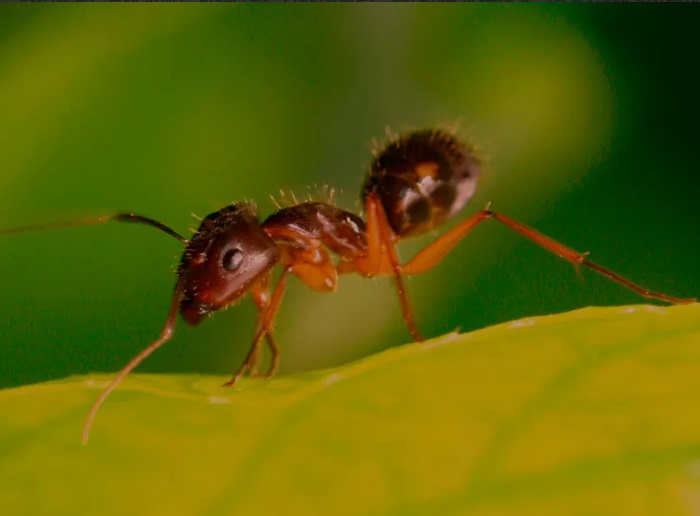 Rainha da terra: conheça a complexa sociedade da formiga saúva-limão ...