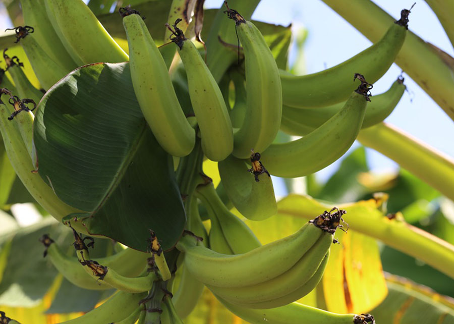 Cultivo de banana: protocolo garante qualidade genética e sanitária do ...