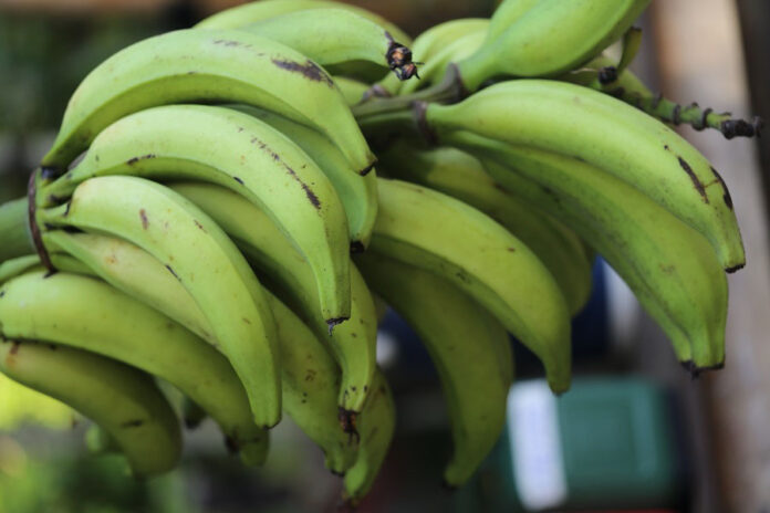 Cultivo de banana: protocolo garante qualidade genética e sanitária do ...