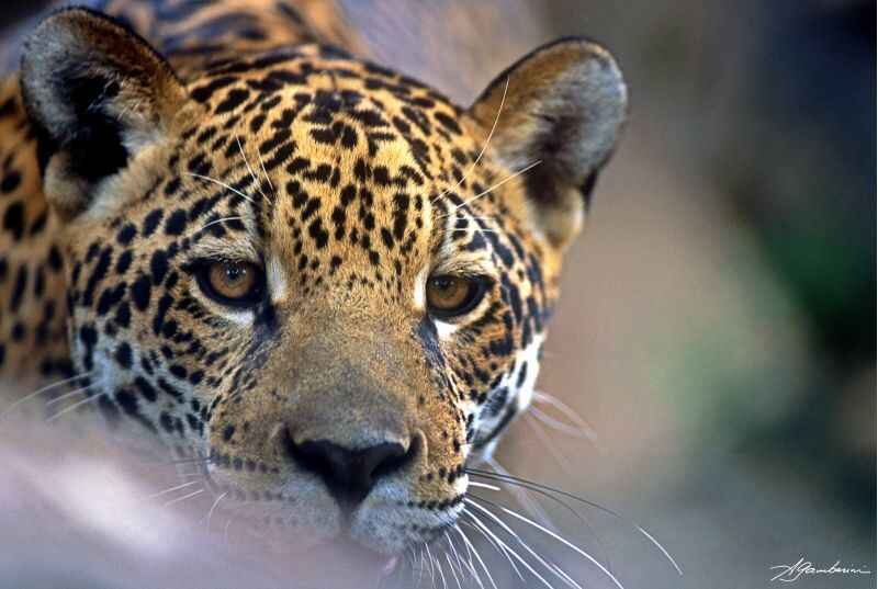 Onça-pintada e peixe-boi têm genomas mapeados, anuncia GBB