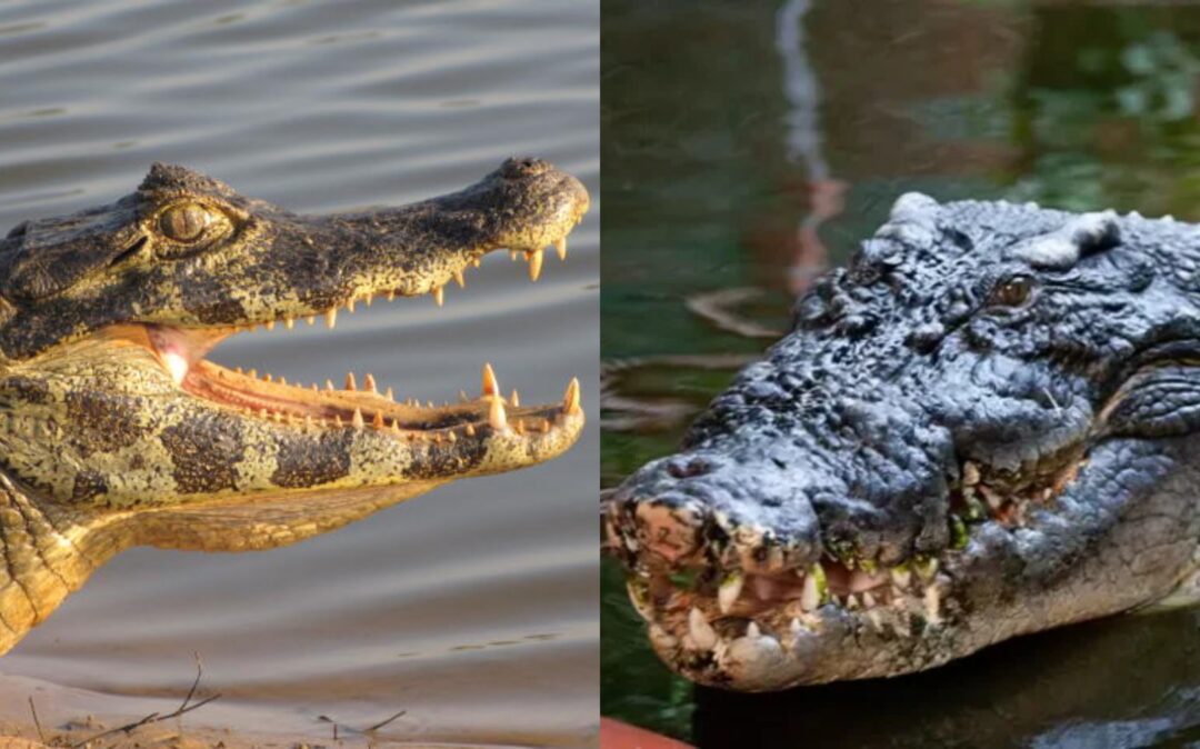 Jacarés e crocodilos: 3 formas de diferenciá-los