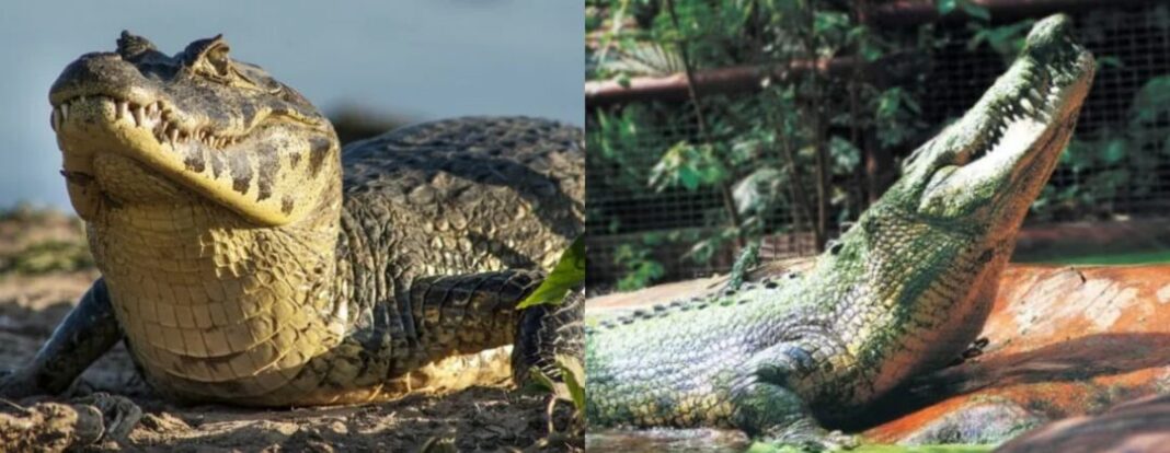 Jacarés e crocodilos: 3 formas de diferenciá-los