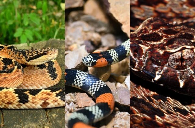 Saiba quais são as três cobras mais venenosas da Amazônia