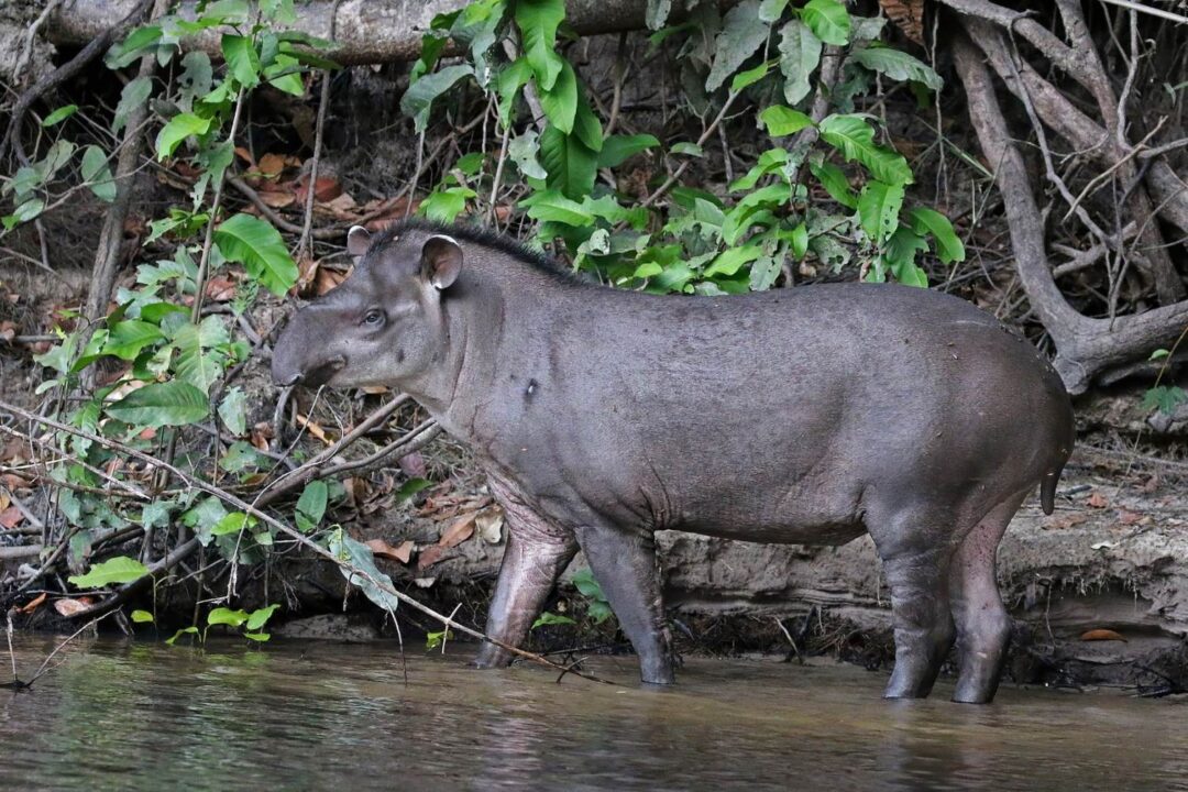 Estudo aponta que antas aceleram regeneração florestal