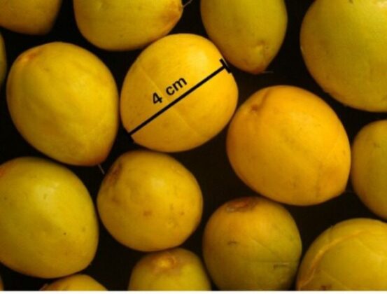 Você conhece o cutiribá, fruto amazônico "primo" do abiu?