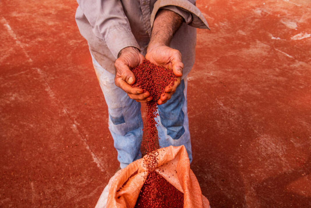 Conheça como é feito o colorau de urucum, popular tempero da culinária ...