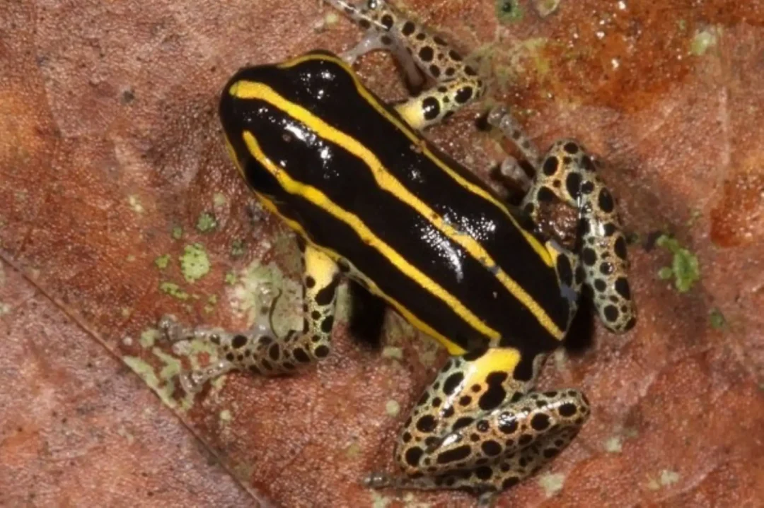 Uma das menores espécies de sapo venenoso é descoberta no Peru