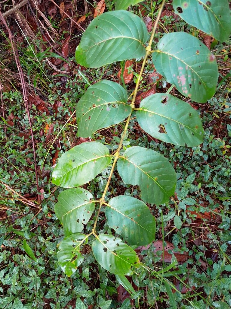 O que são plantas adaptógenas?