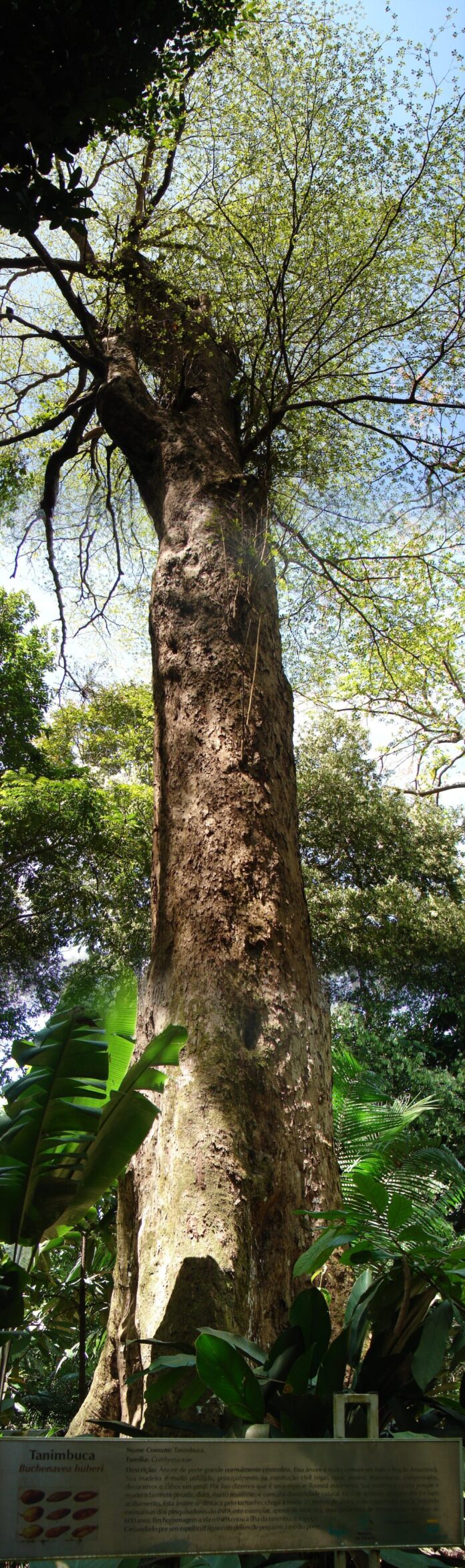 Árvores centenárias sustentam equilíbrio e clima da Amazônia