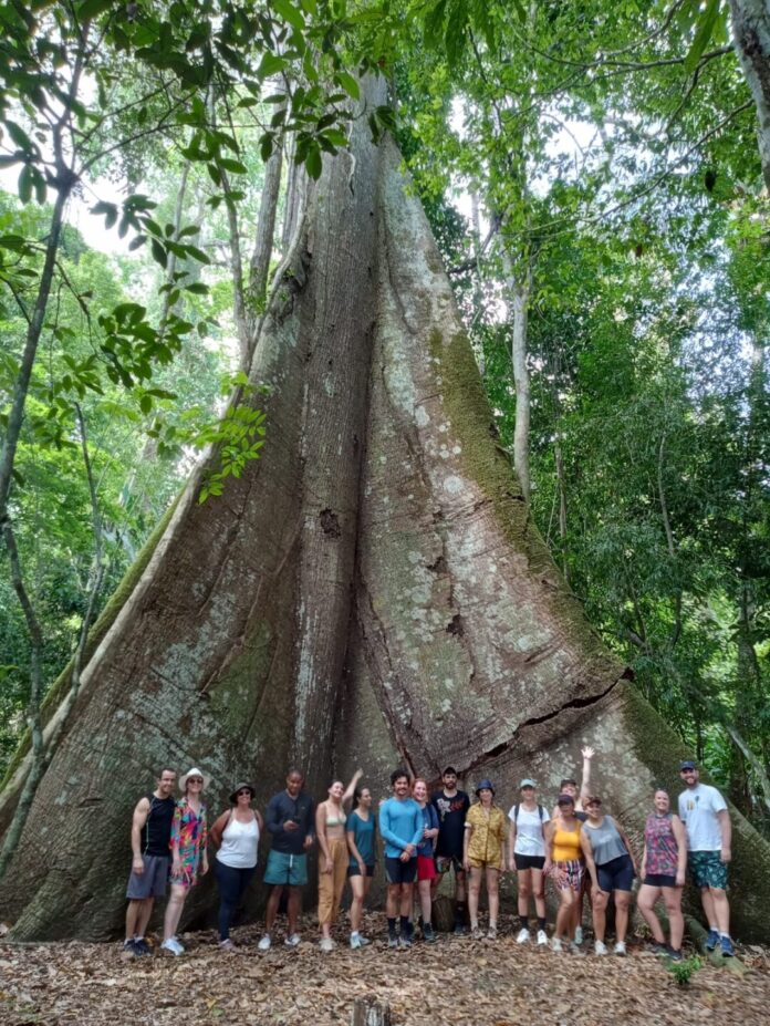 Conheça a 'Sumaúma Vovozona', patrimônio natural da Flona do Tapajós ...