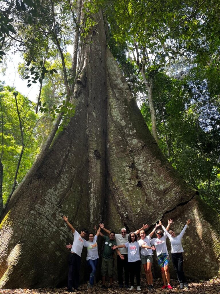 Conheça a 'Sumaúma Vovozona', patrimônio natural da Flona do Tapajós ...