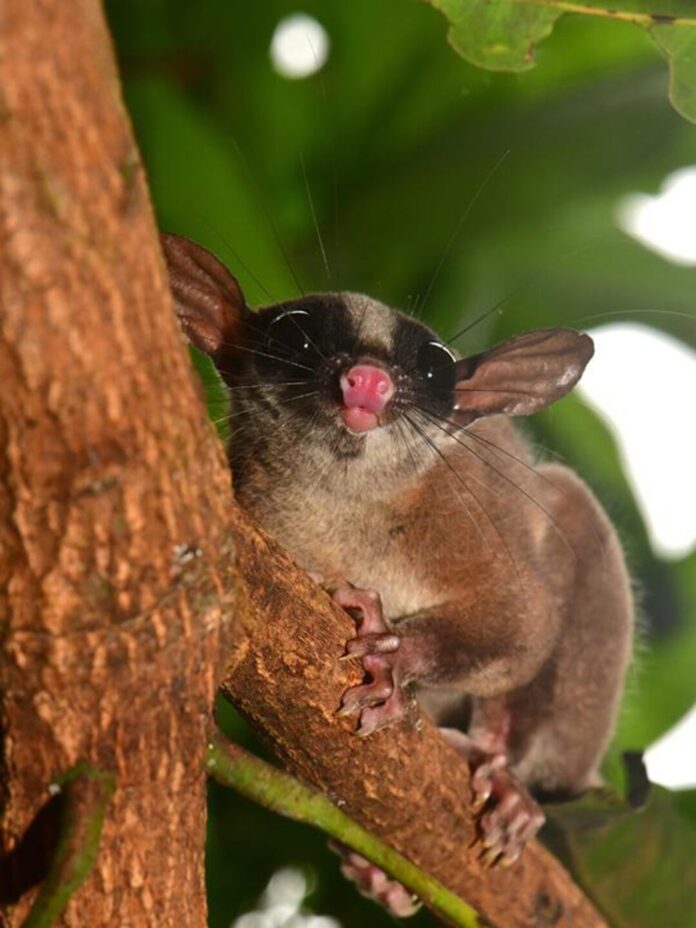 Cuíca-de-cauda-peluda: um dos mamíferos mais esquivos da Amazônia